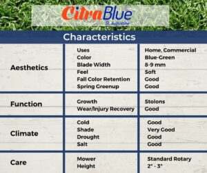 CitraBlue™ St. Augustine – Gulf Kist Sod